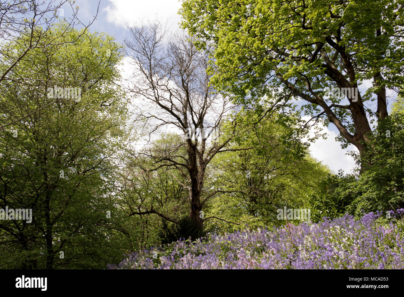 Scottish Bluebell Flowers Stock Photo - Alamy