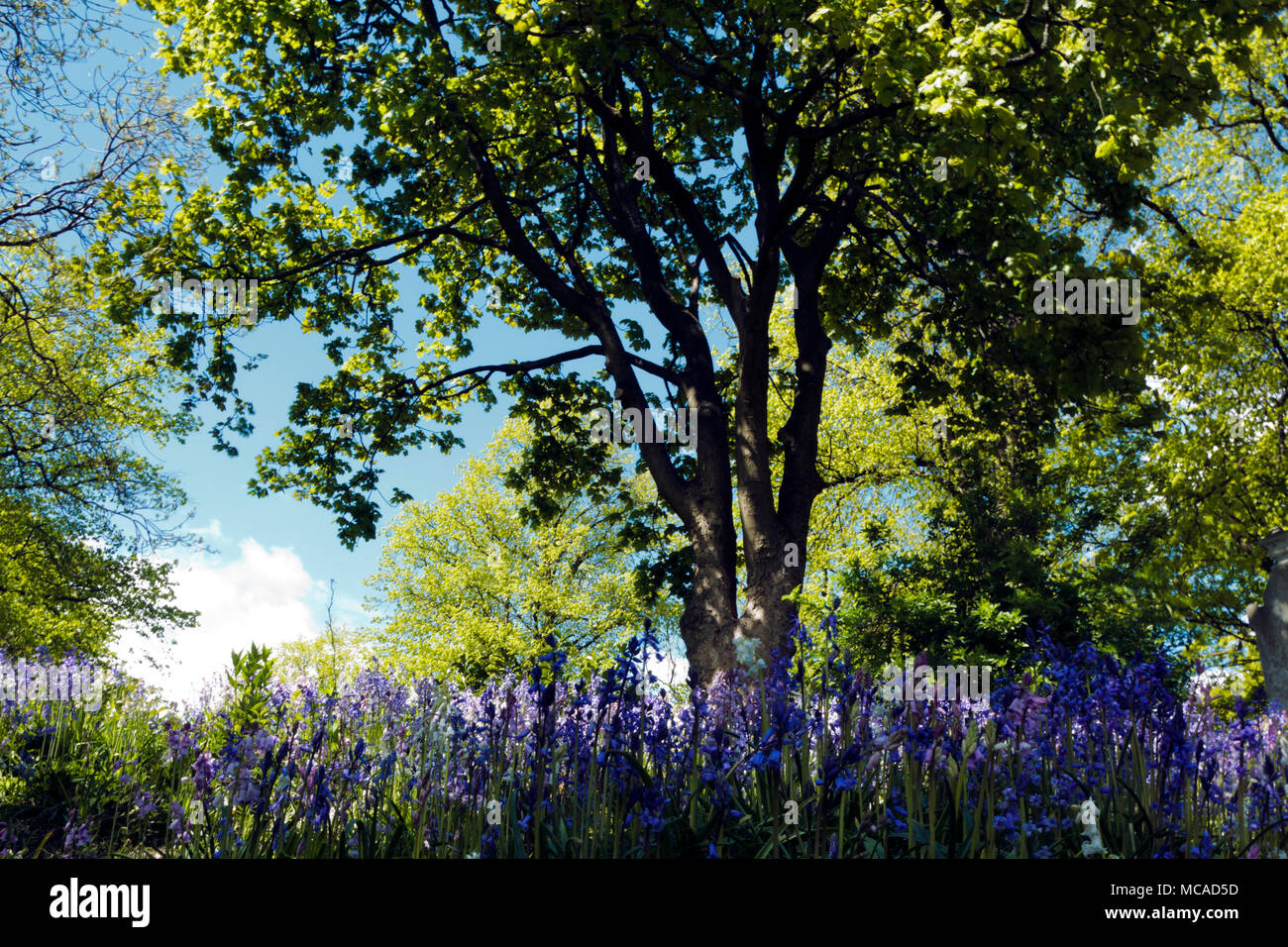 Scottish Bluebell Flowers Stock Photo - Alamy