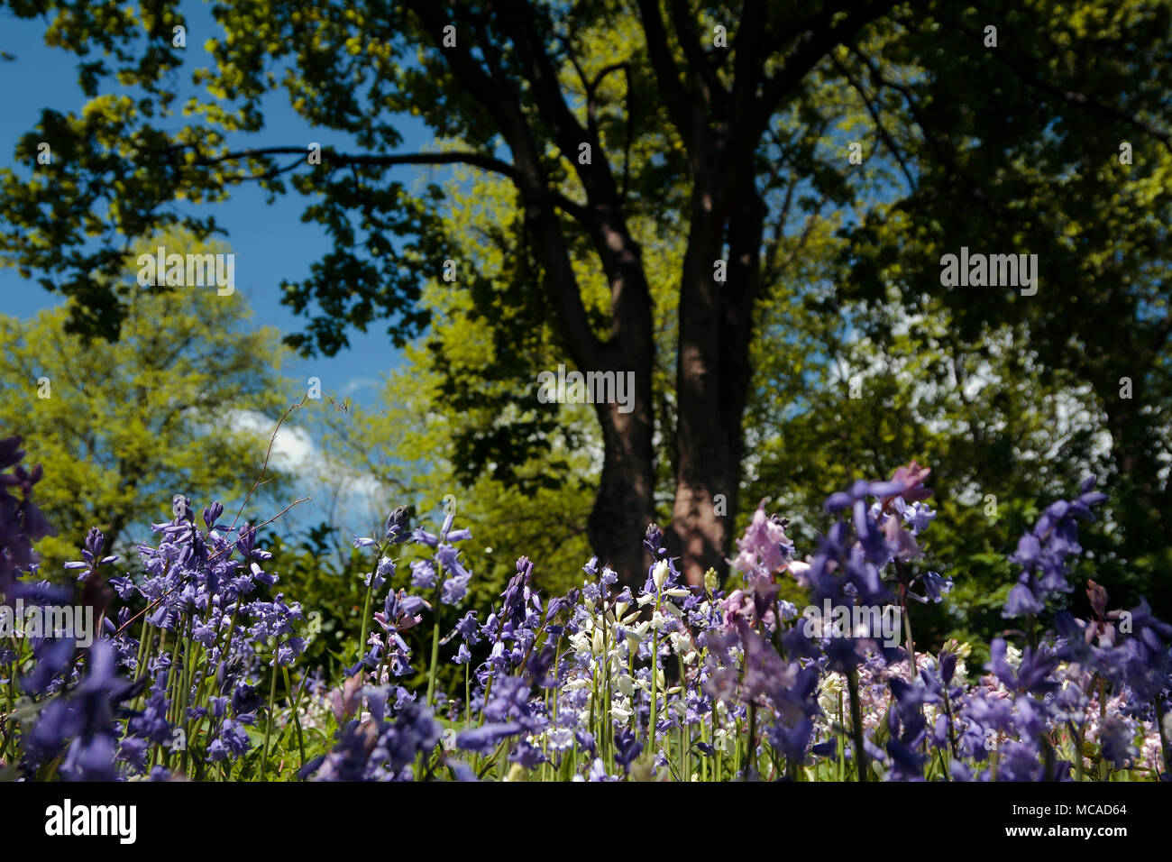 Scottish Bluebell Flowers Stock Photo - Alamy