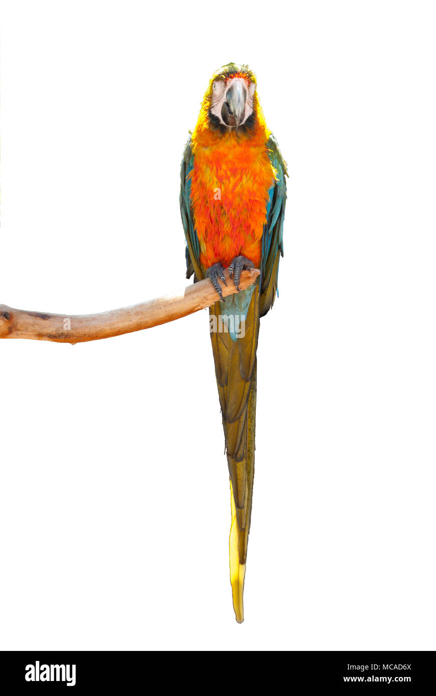 Red parrot on palm tree hi-res stock photography and images - Alamy