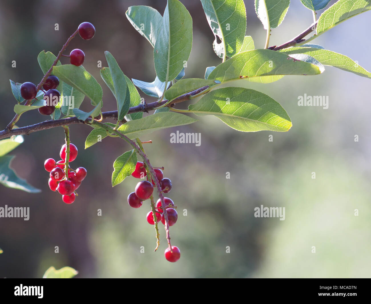 Red chokecherry hi-res stock photography and images - Alamy