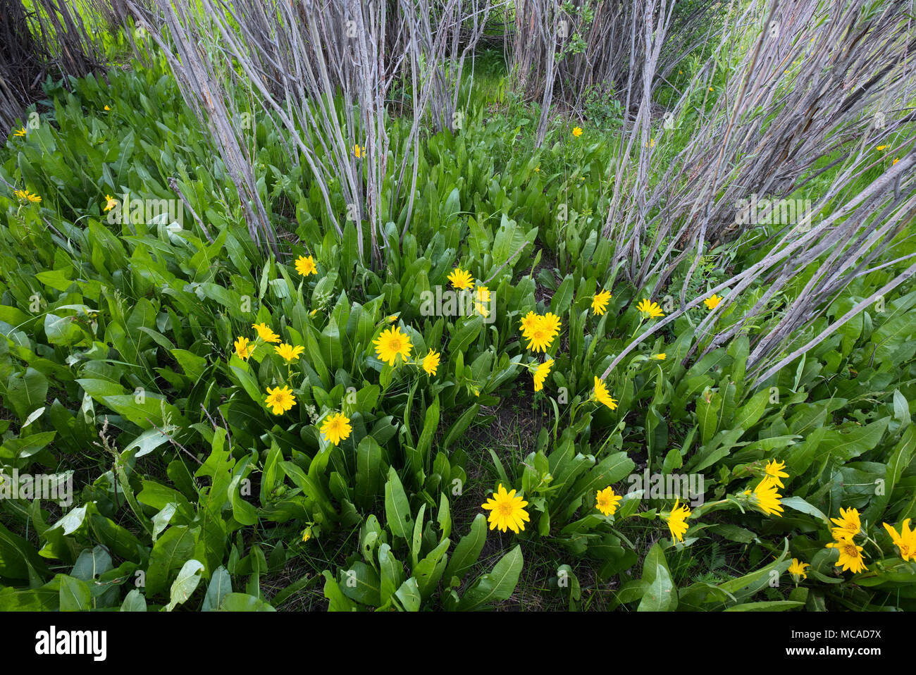 Wyethia Amplexicaulis High Resolution Stock Photography and Images - Alamy