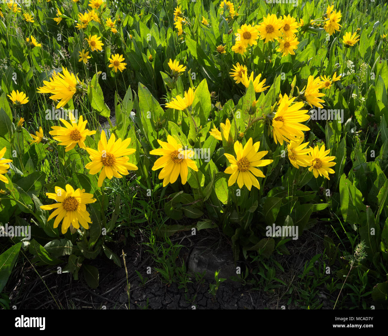 Wyethia amplexicaulis hi-res stock photography and images - Alamy