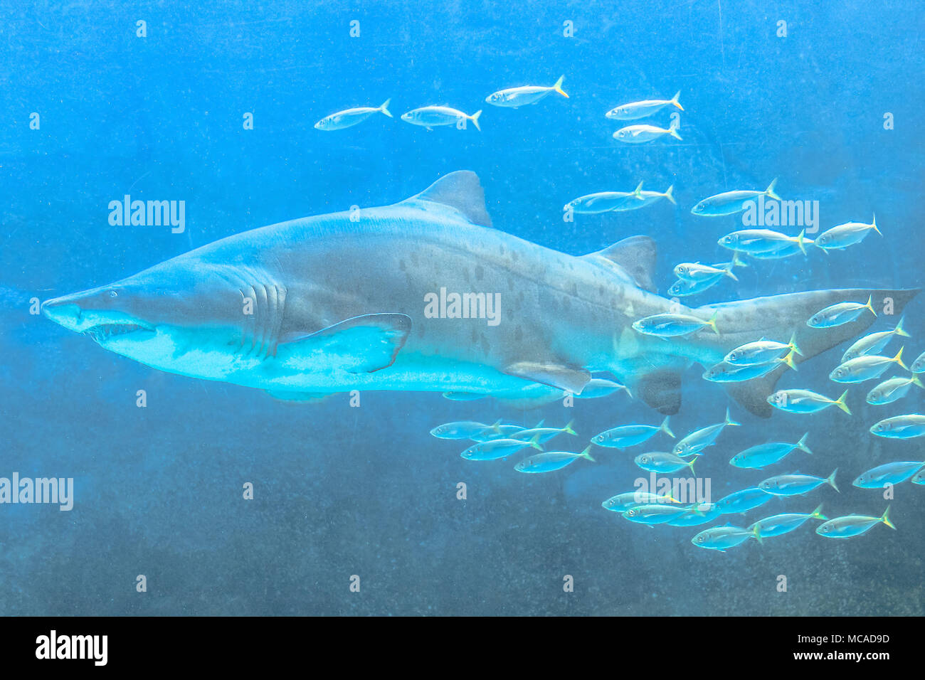 Tropical Fish Shark Species at Maureen Baker blog