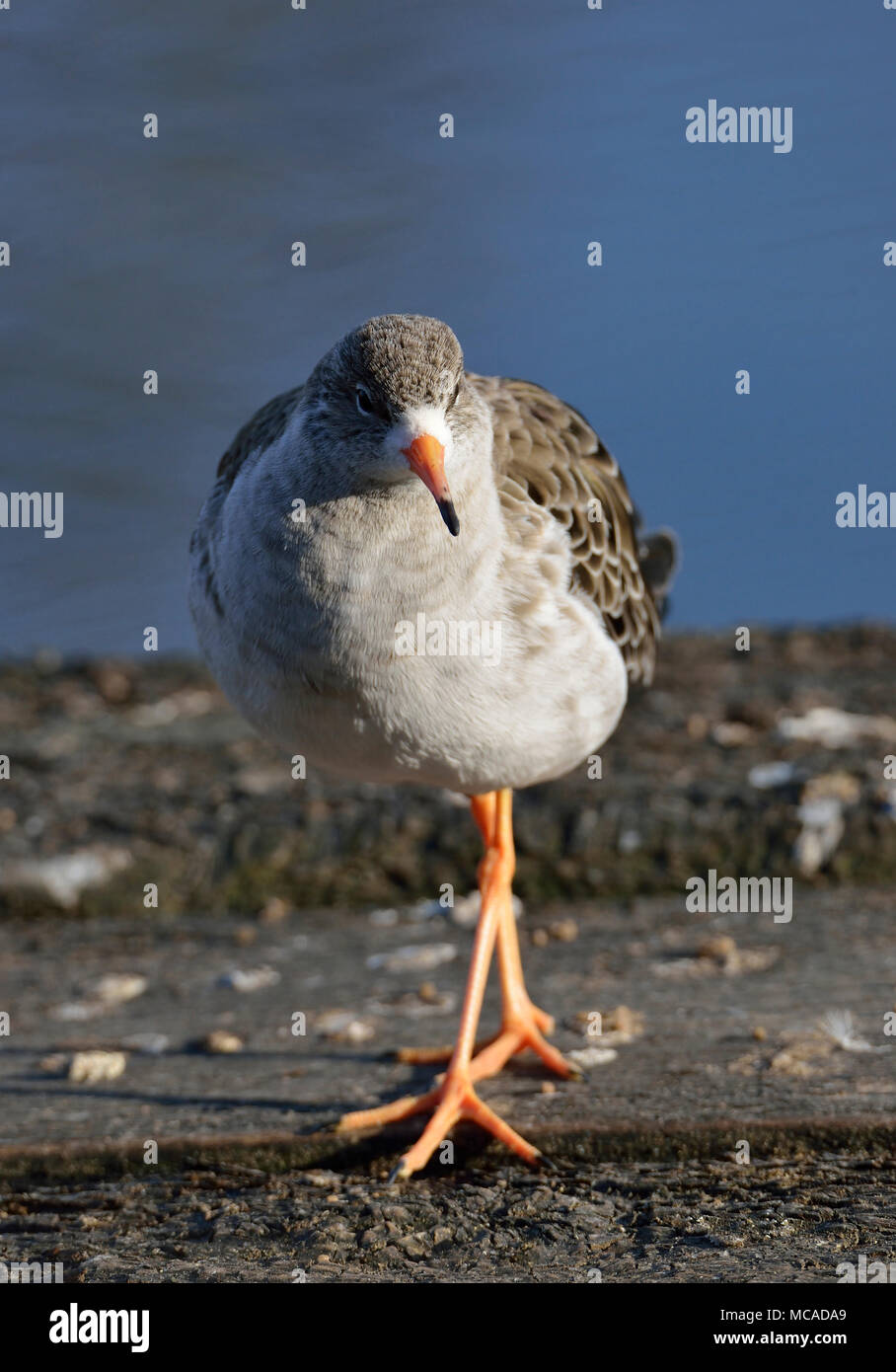 Ruff bird uk hi-res stock photography and images - Alamy