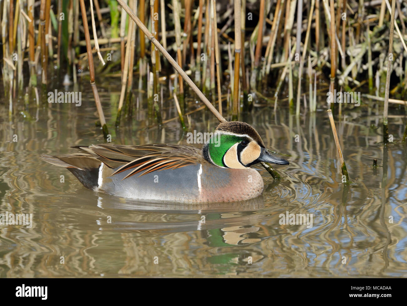 Baikal Teal - Anas formosa Male duck from East Siberia Stock Photo - Alamy