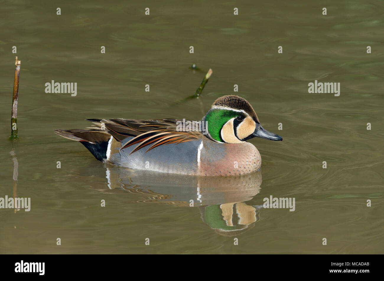 Baikal Teal - Anas formosa Male duck from East Siberia Stock Photo - Alamy