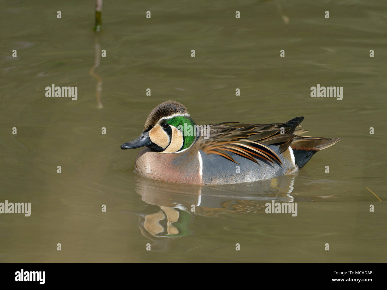 Baikal Teal - Anas formosa Male duck from East Siberia Stock Photo - Alamy