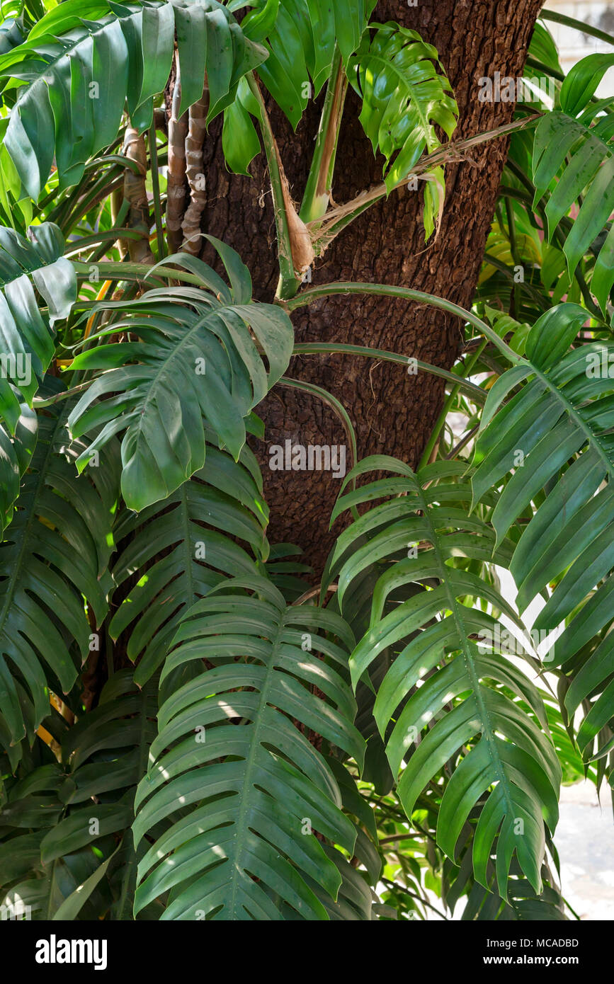 Big green leaf of Monstera plant on tree Stock Photo - Alamy