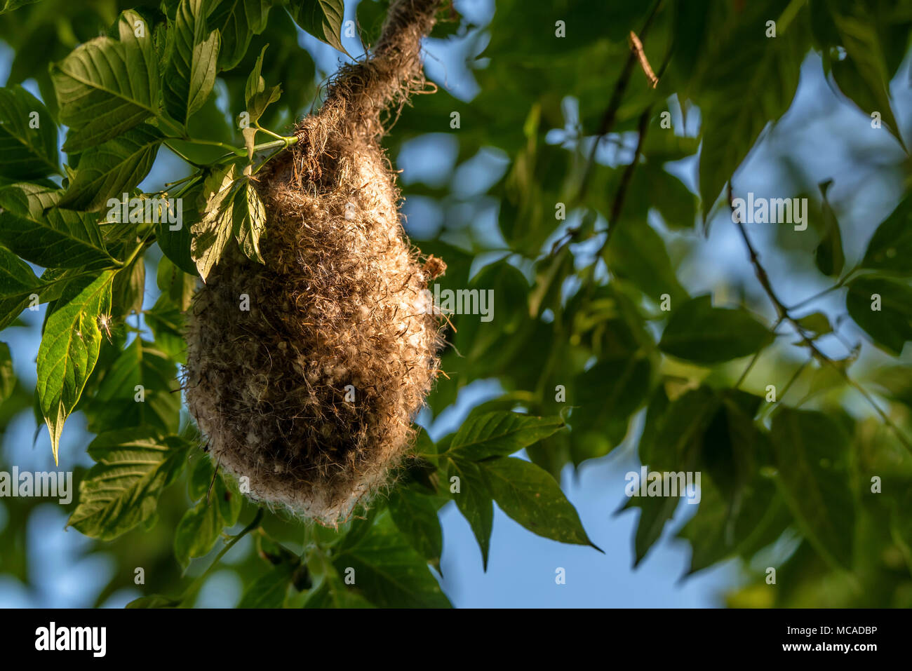 Eurasian penduline tit nest Stock Photo - Alamy