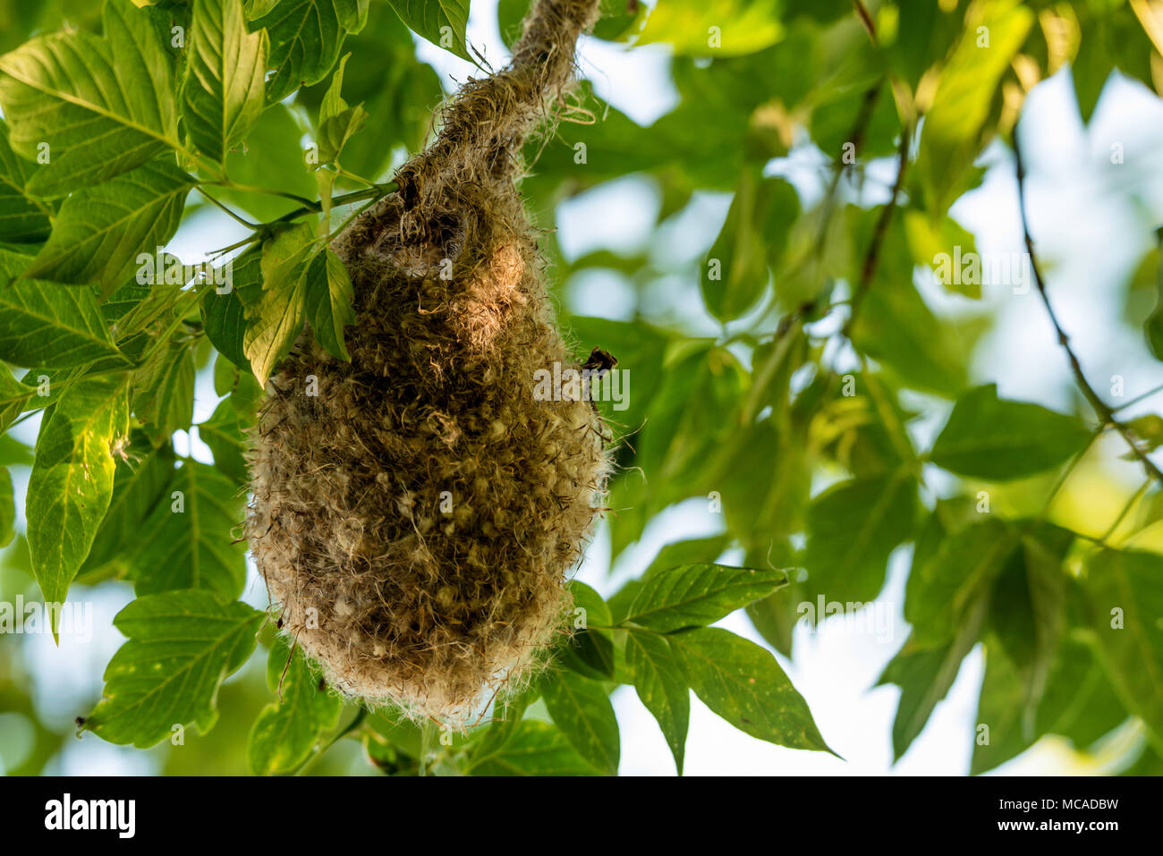 Eurasian penduline tit nest Stock Photo - Alamy