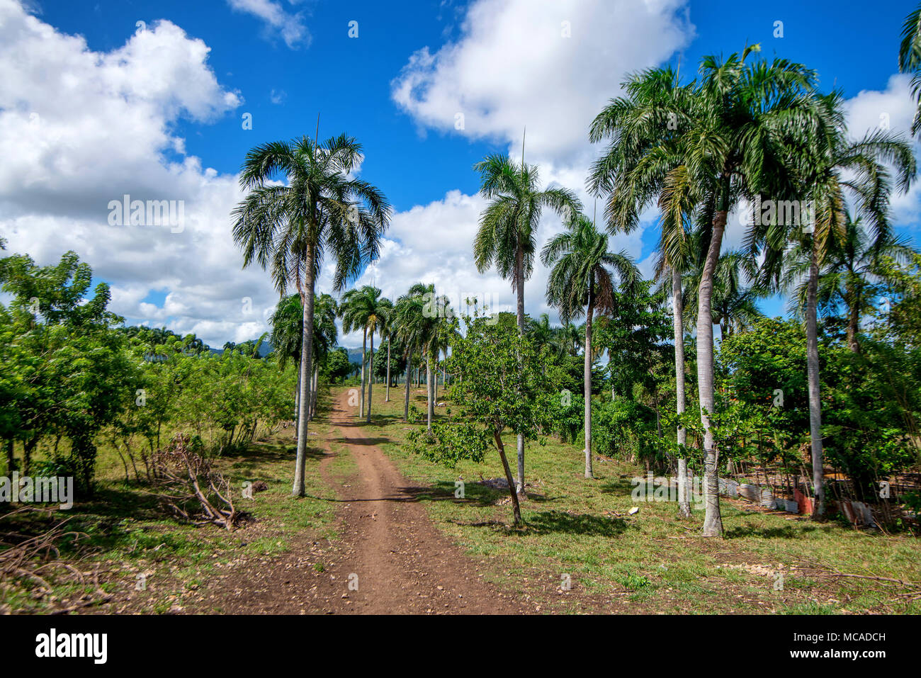 Safari road and palm trees in tropical country Stock Photo - Alamy