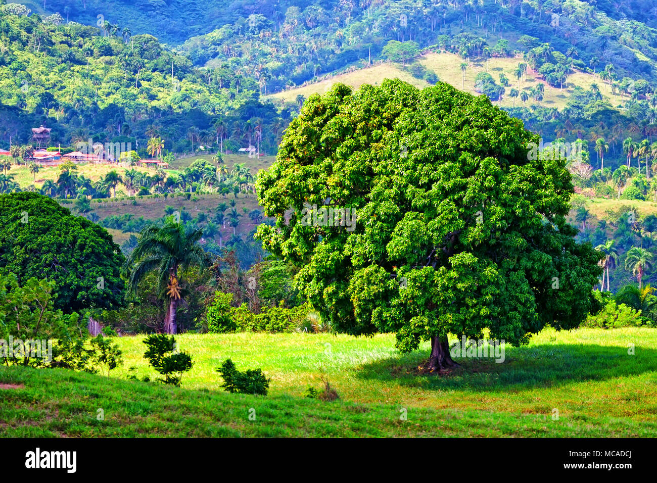 Lush tropical landscape with single tree Stock Photo - Alamy