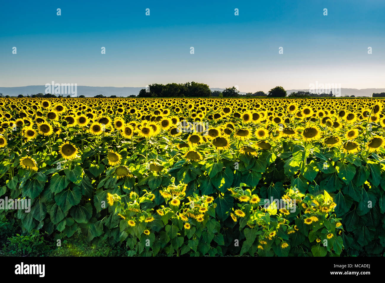 Apollo and clytie hi-res stock photography and images - Alamy