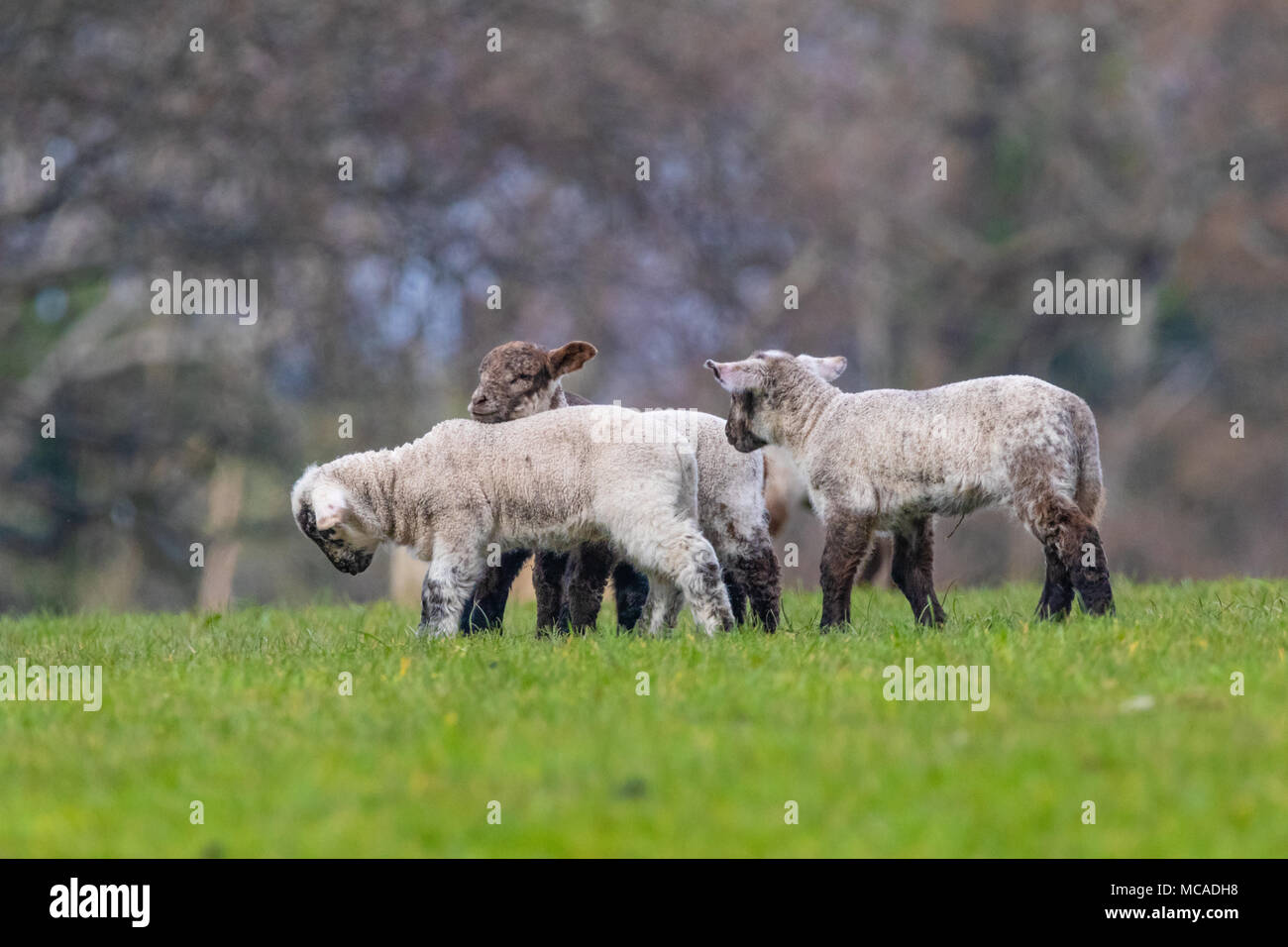 Spring Lambs Jumping High Resolution Stock Photography and Images - Alamy