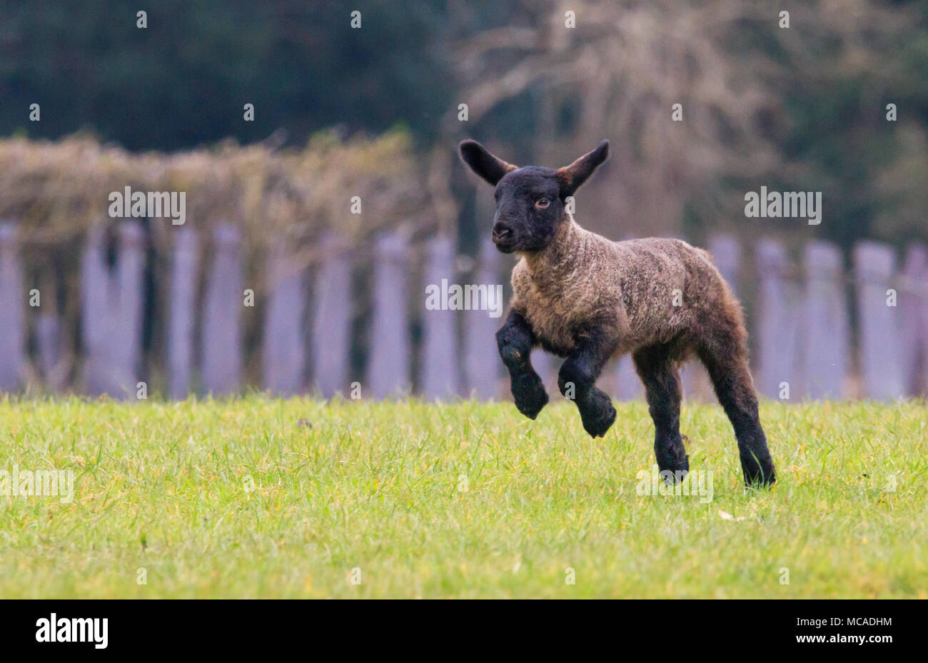 Baby lamb black face hi-res stock photography and images - Alamy
