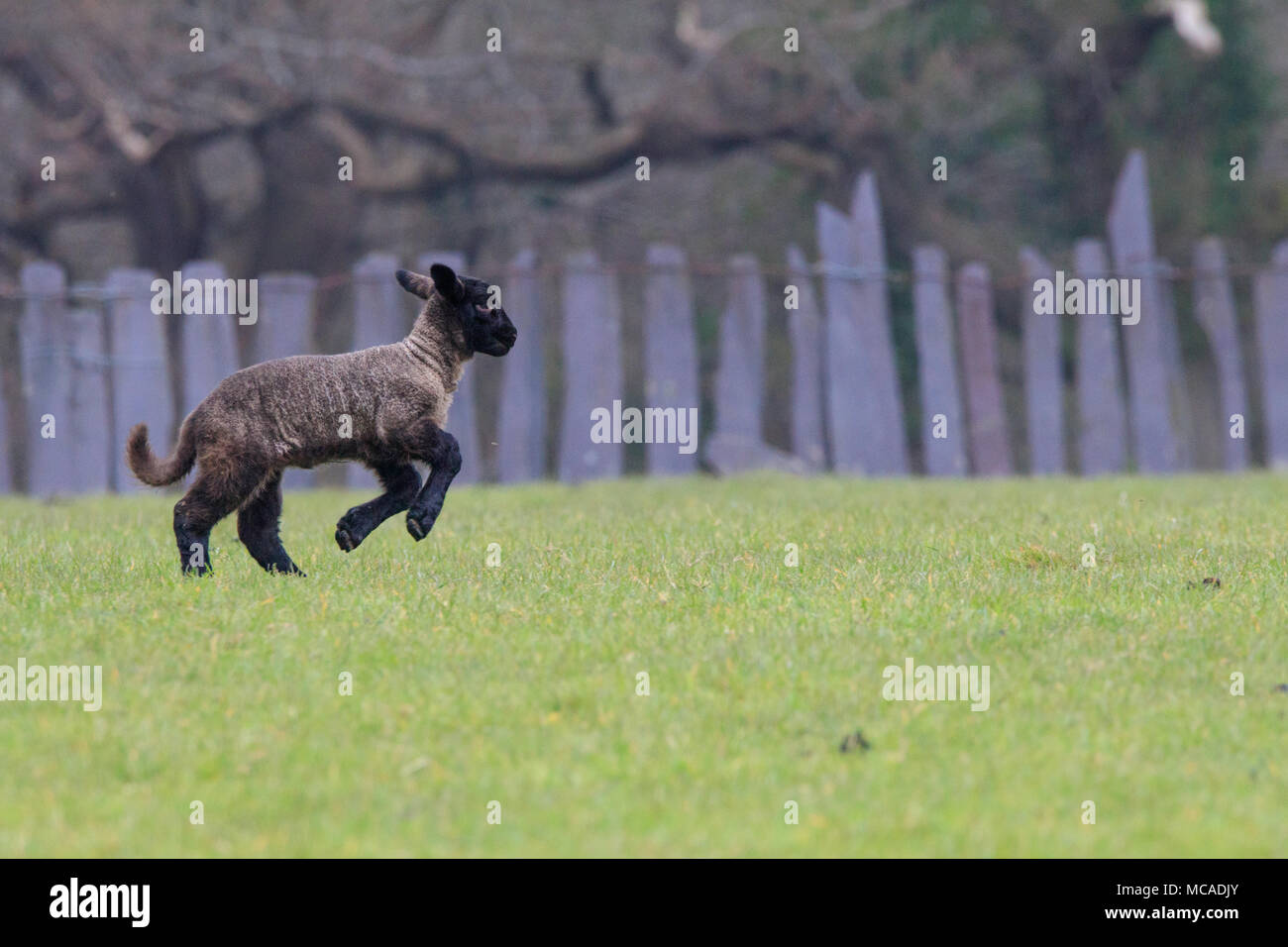 Young baby new spring lamb with black face and legs runs across a welsh ...