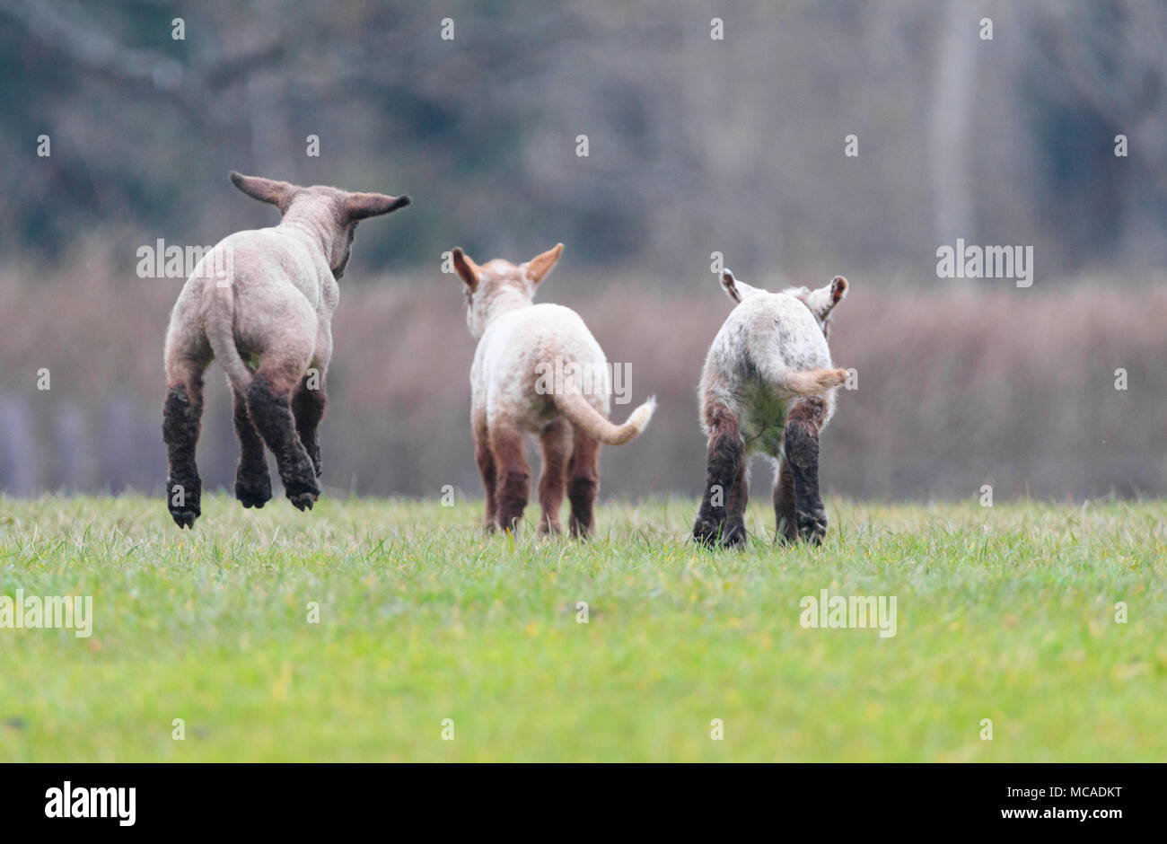 3 new young baby spring lambs running and playing in a welsh farm field ...