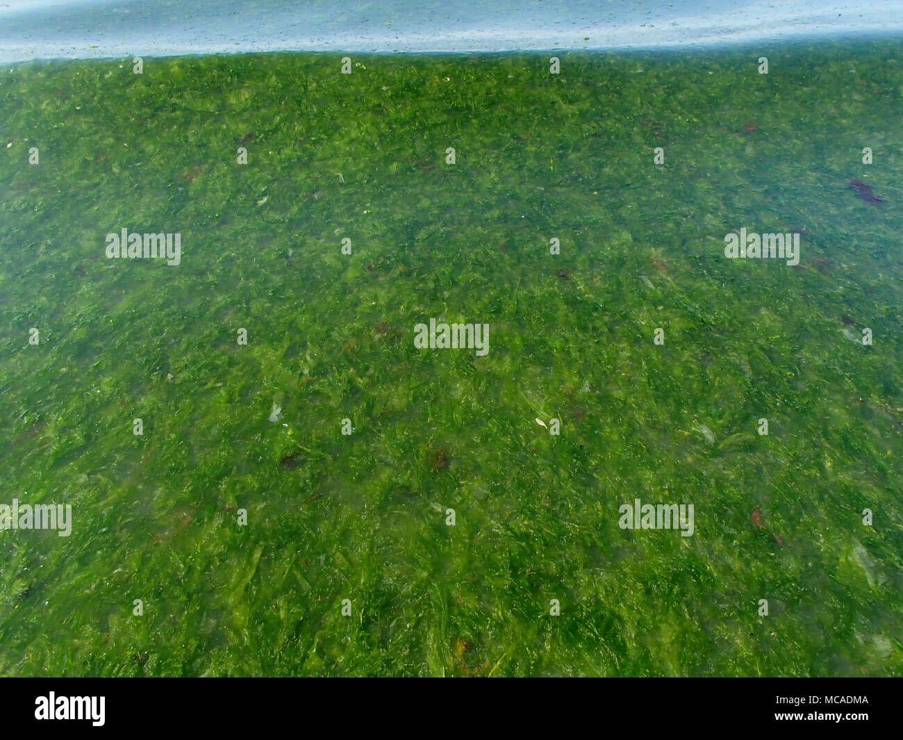 Natural overgrowth hi-res stock photography and images - Alamy