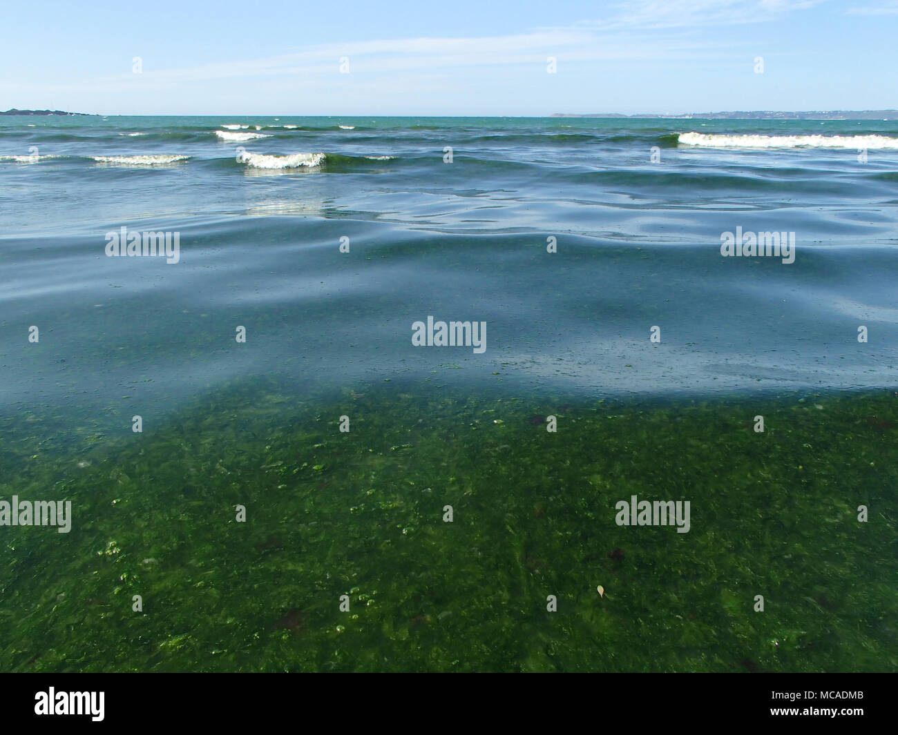 Natural overgrowth hi-res stock photography and images - Alamy