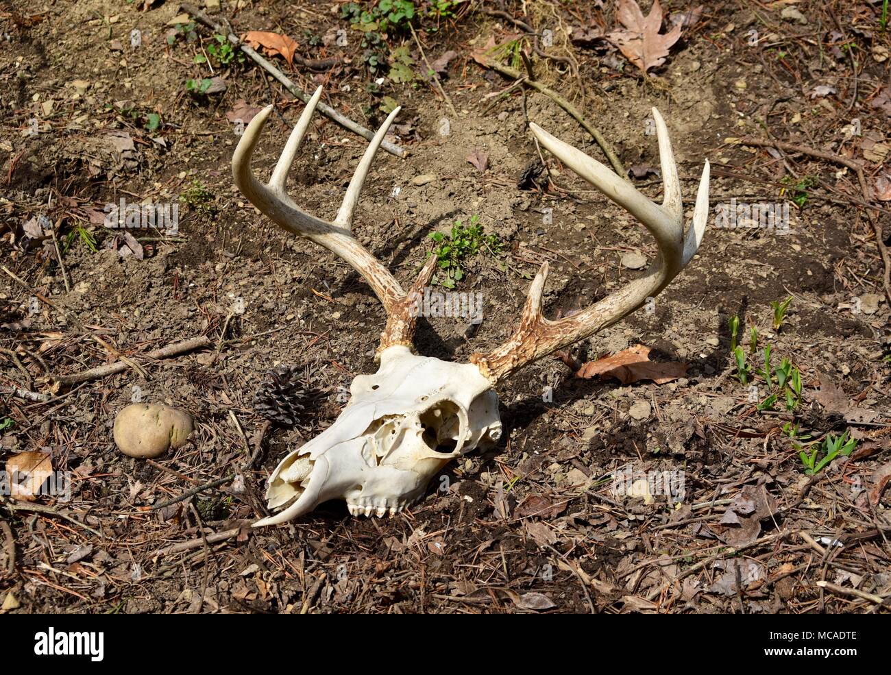 Skull and antlers of an eight point whitetail deer on a forest floor ...
