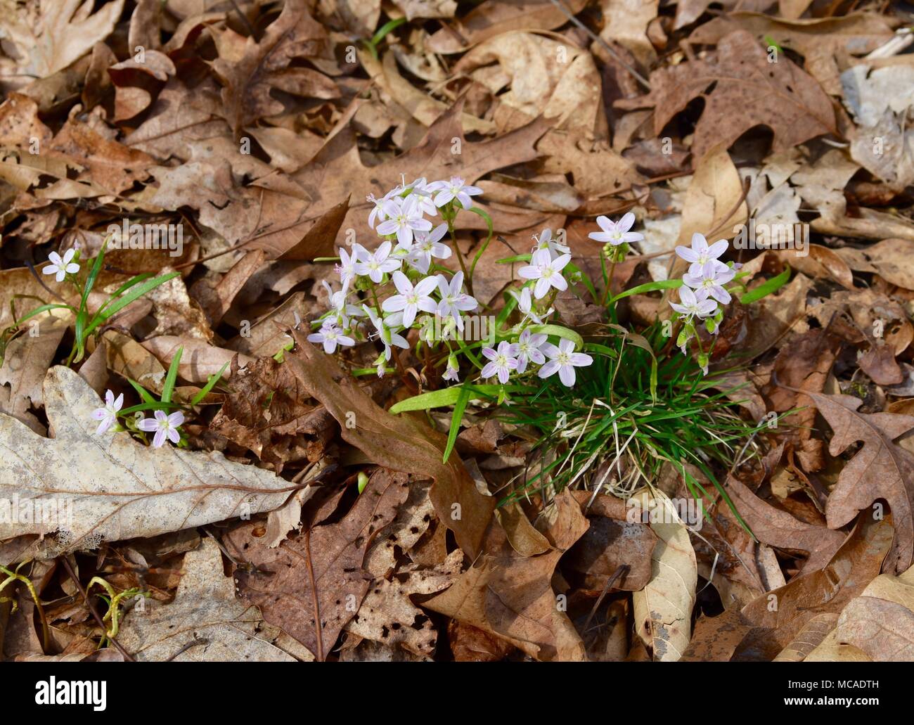 A cluster of spring beauty flowers with pink and white flowers and ...