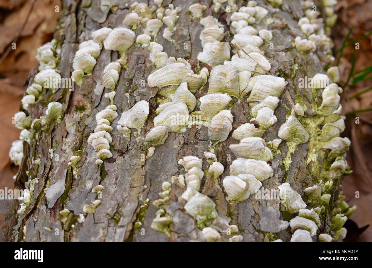 White bracket fungi growing on a fallen tree trunk in a spring forest ...