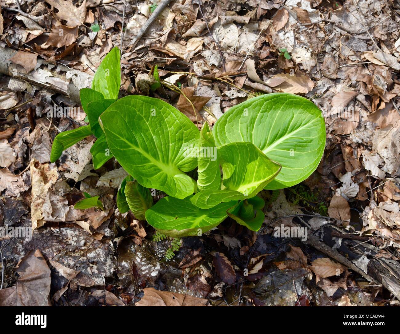Cabbage plant hi-res stock photography and images - Alamy