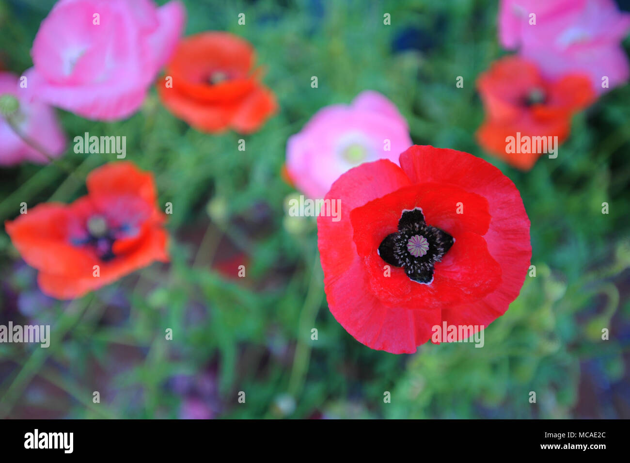 An overhead close up view of a red Turkish poppy Stock Photo - Alamy