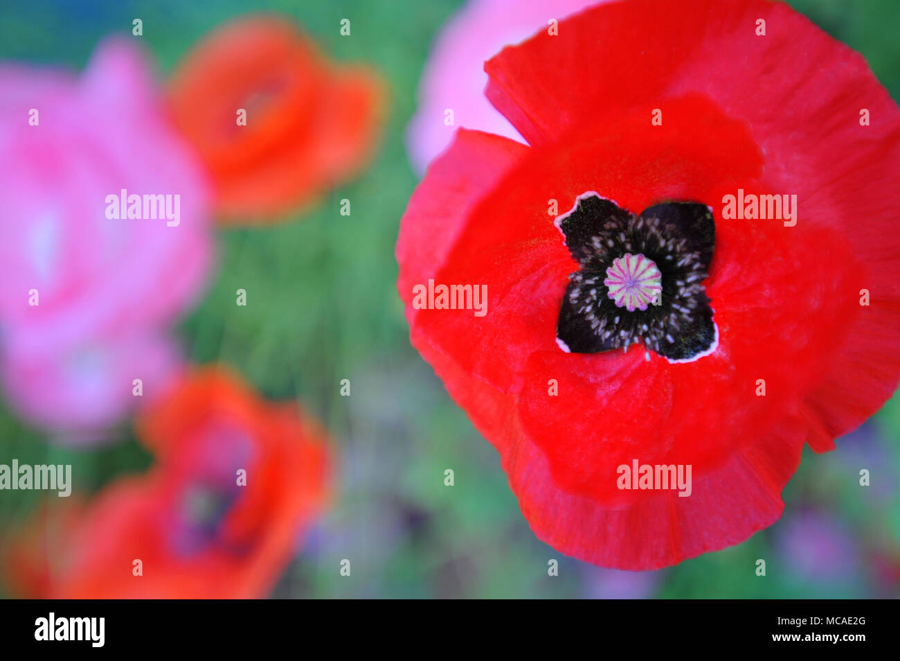 Reproductive system of poppy flower hi-res stock photography and images ...