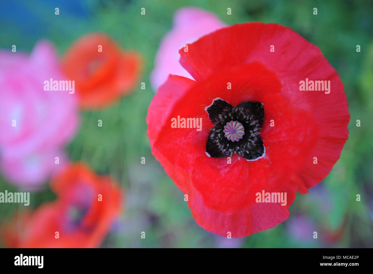 An overhead close up view of a red Turkish poppy Stock Photo - Alamy