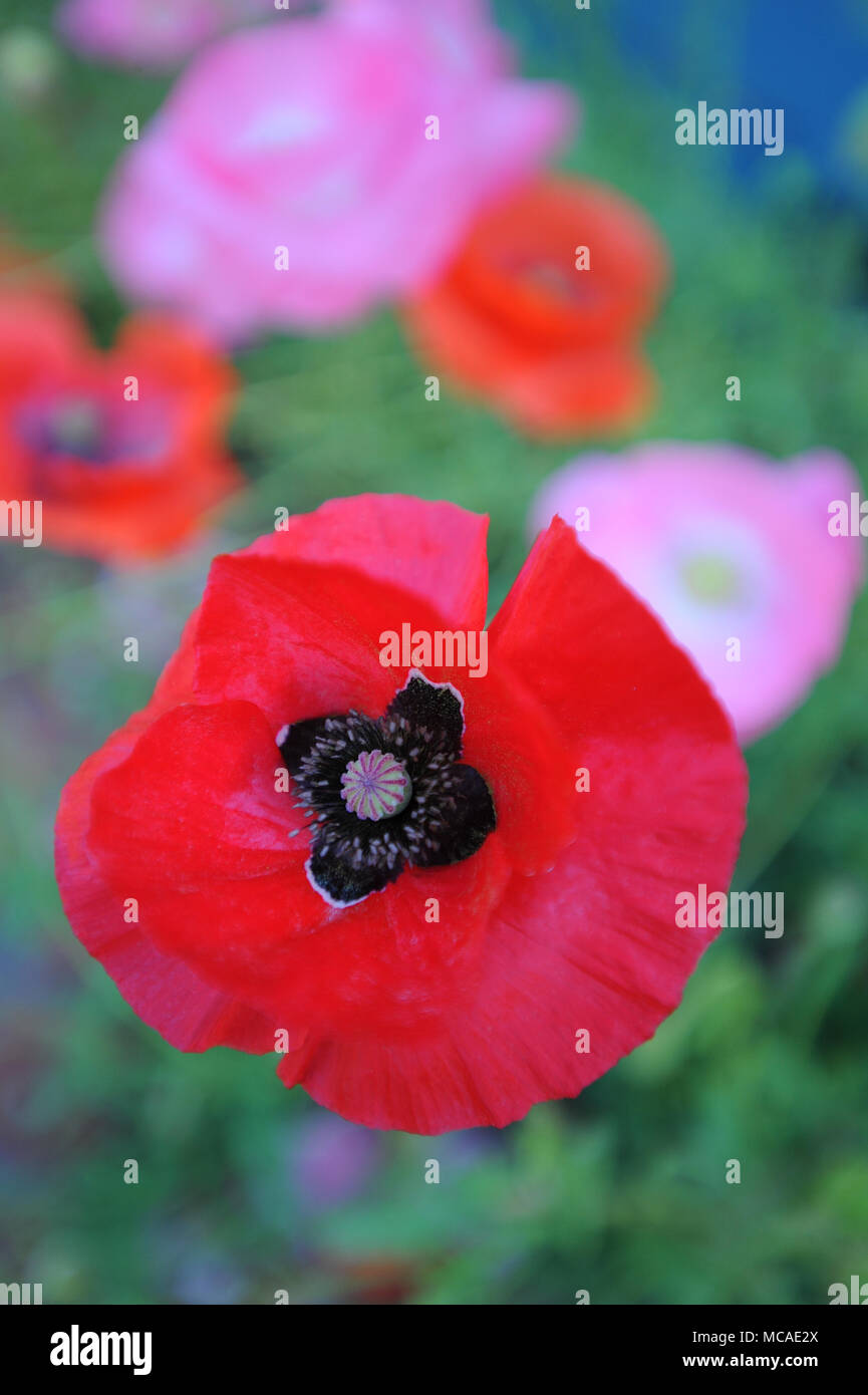 An overhead close up view of a red Turkish poppy Stock Photo - Alamy