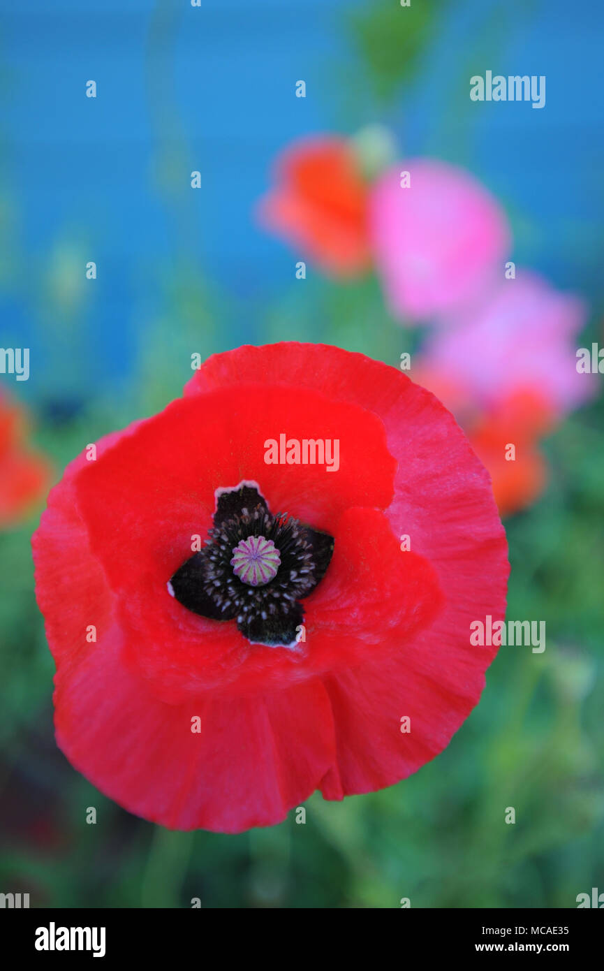An overhead close up view of a red Turkish poppy Stock Photo - Alamy
