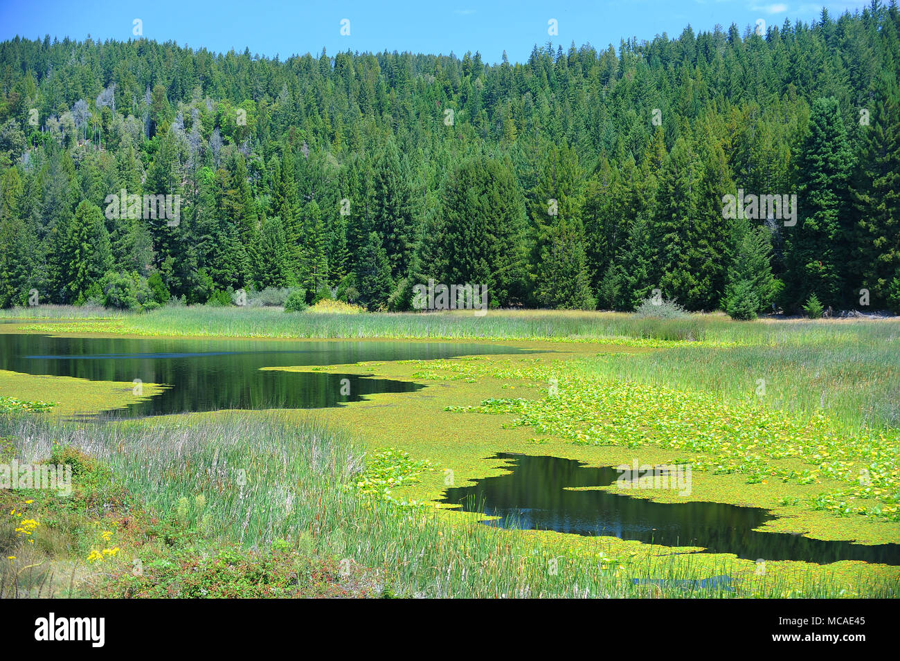 Mountain run-off creates a valley of wetland Stock Photo - Alamy