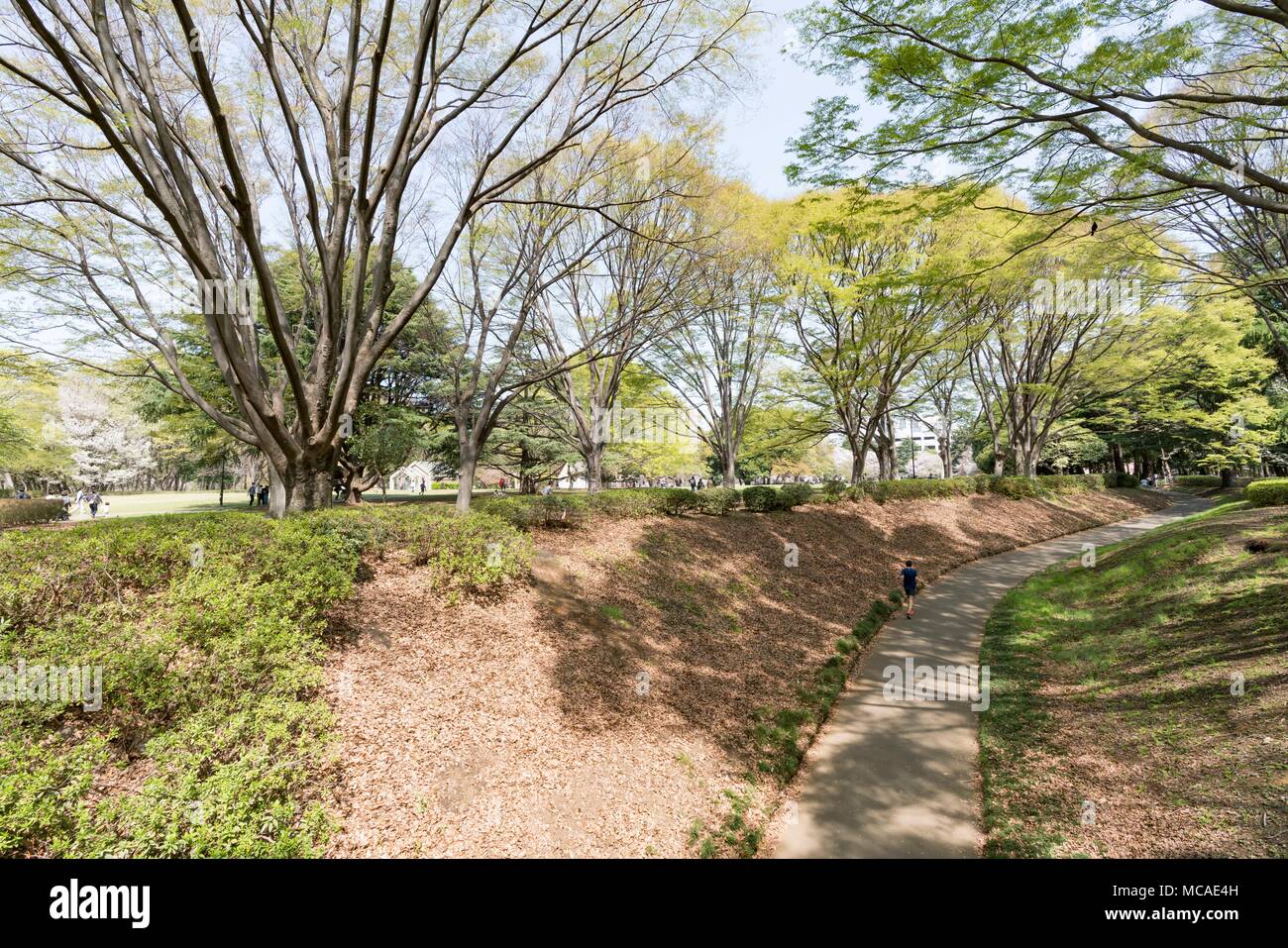 Spring scene, Kinuta Park, Setagaya-Ku, Tokyo, Japan Stock Photo - Alamy