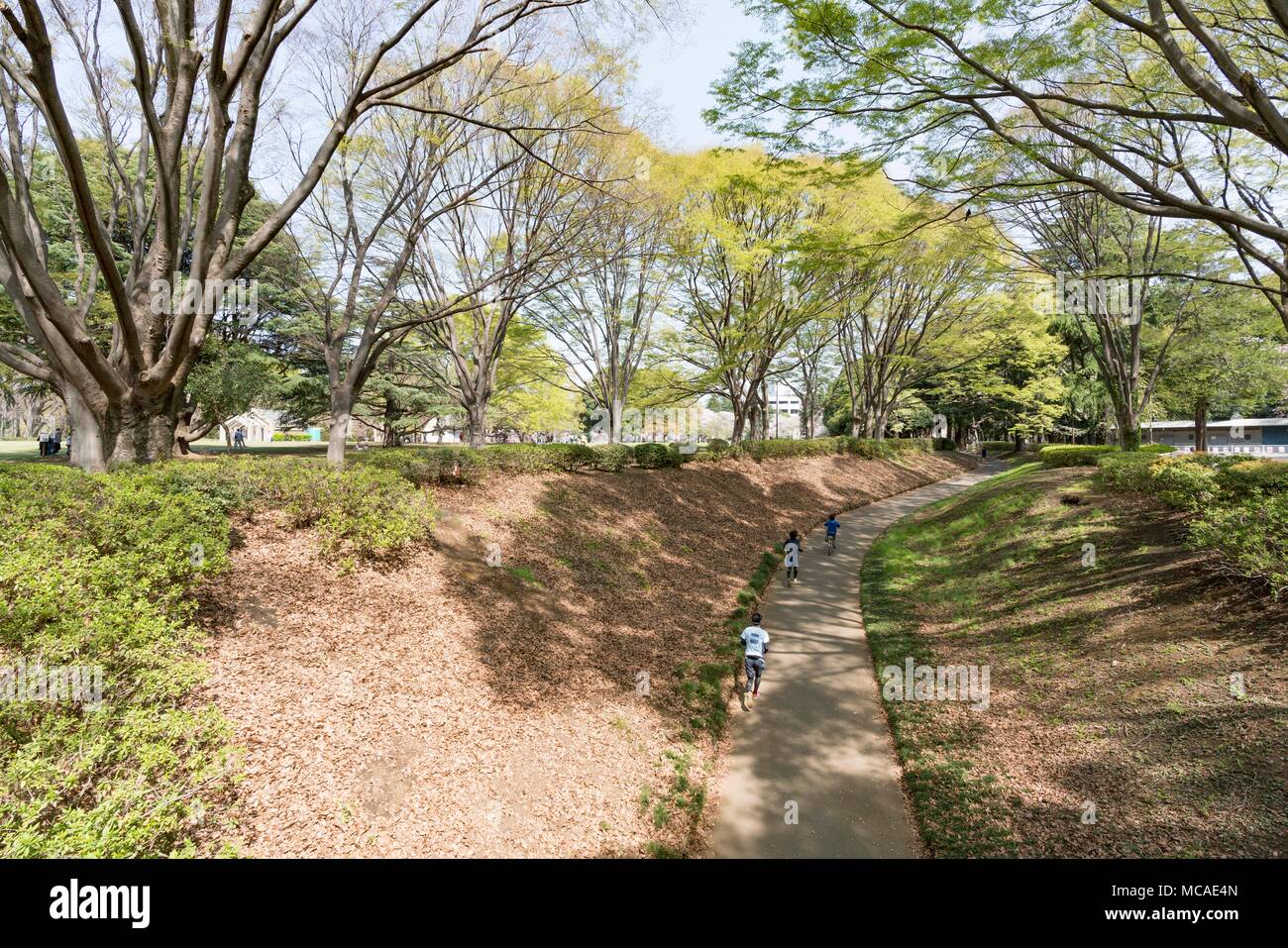 Spring scene, Kinuta Park, Setagaya-Ku, Tokyo, Japan Stock Photo - Alamy