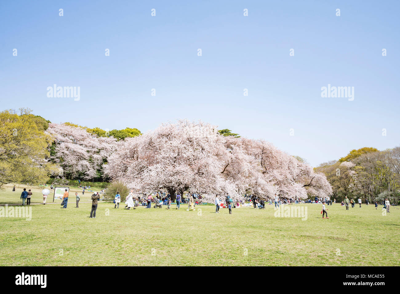 Spring scene, Kinuta Park, Setagaya-Ku, Tokyo, Japan Stock Photo - Alamy