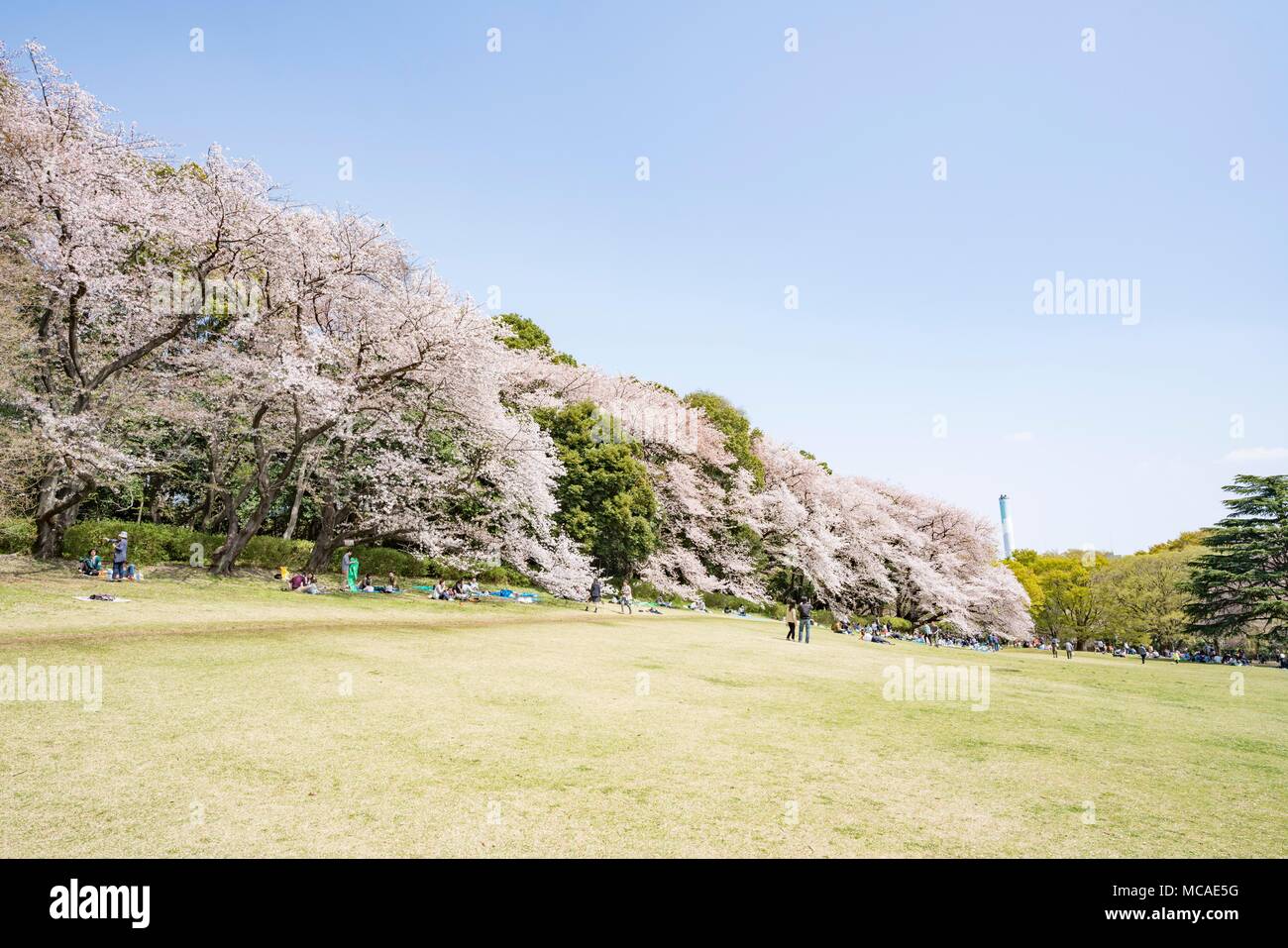 Spring scene, Kinuta Park, Setagaya-Ku, Tokyo, Japan Stock Photo - Alamy