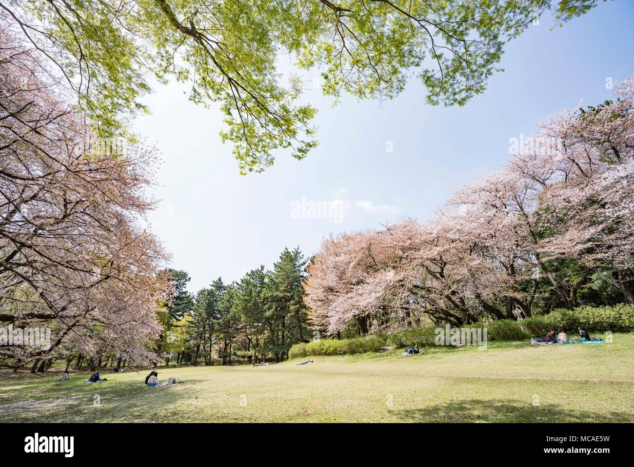 Spring scene, Kinuta Park, Setagaya-Ku, Tokyo, Japan Stock Photo - Alamy