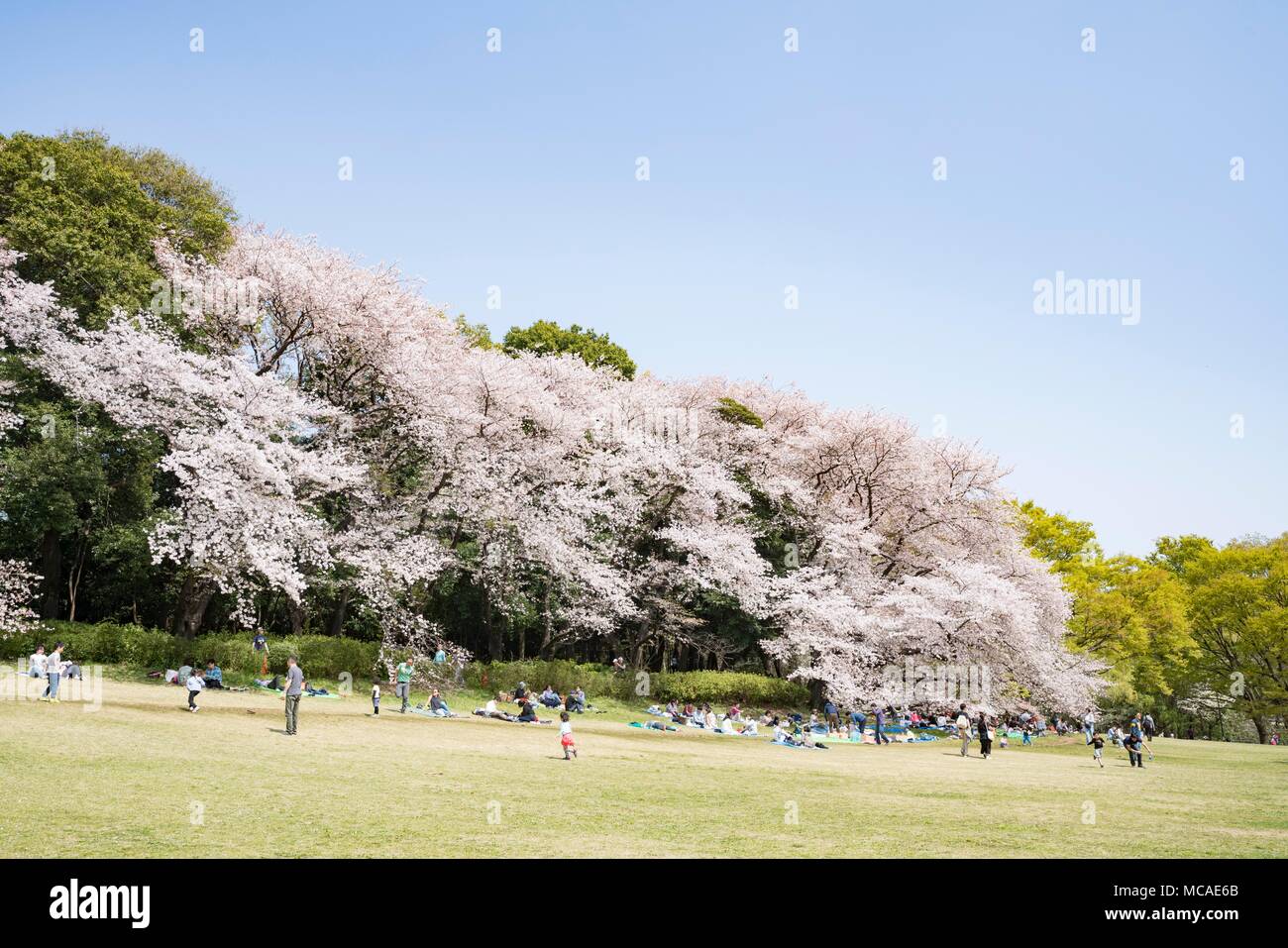 Spring scene, Kinuta Park, Setagaya-Ku, Tokyo, Japan Stock Photo - Alamy