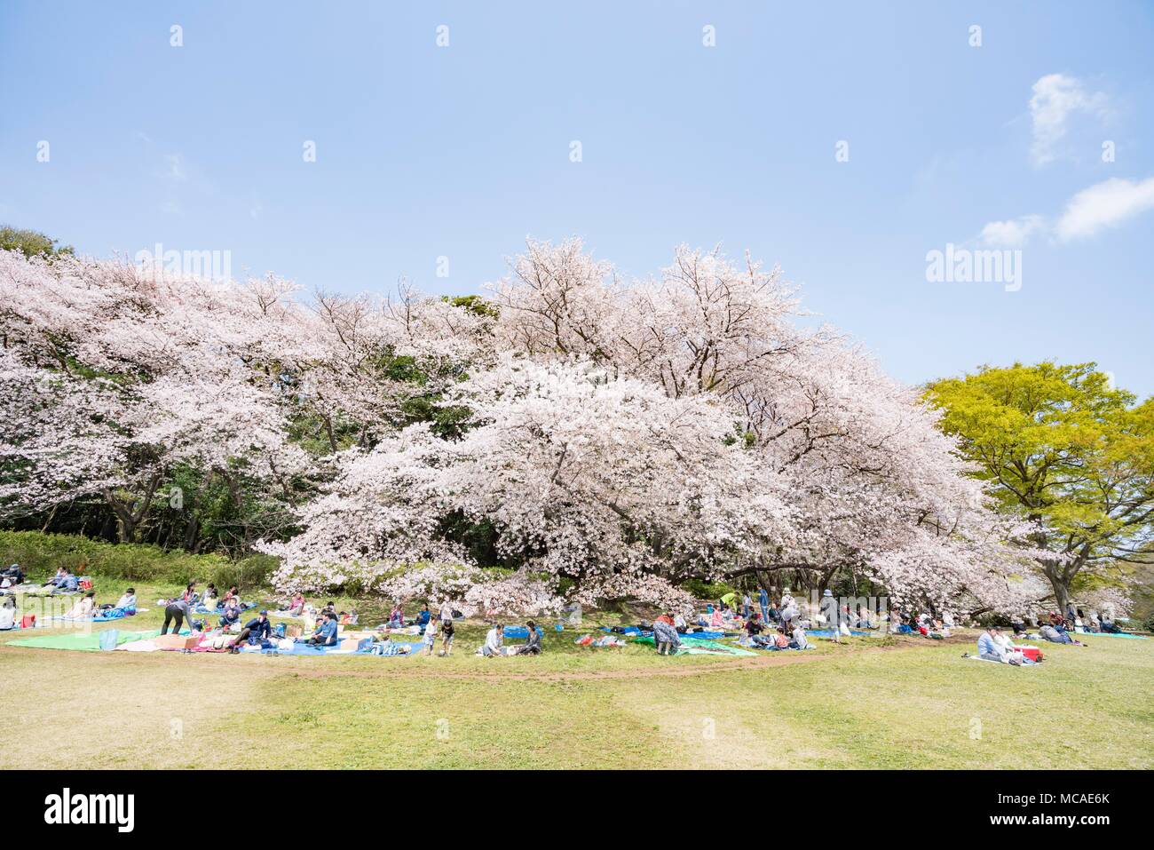 Spring scene, Kinuta Park, Setagaya-Ku, Tokyo, Japan Stock Photo - Alamy
