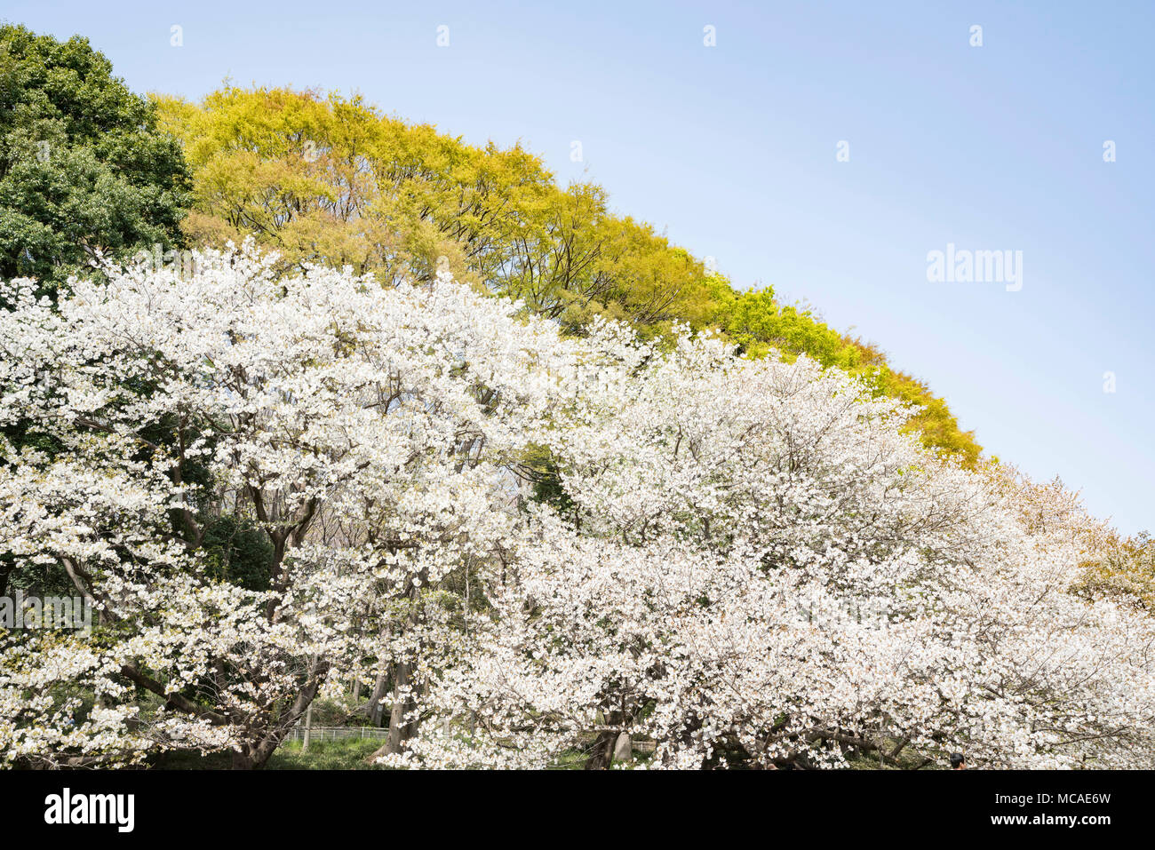 Kinuta Park High Resolution Stock Photography and Images - Alamy