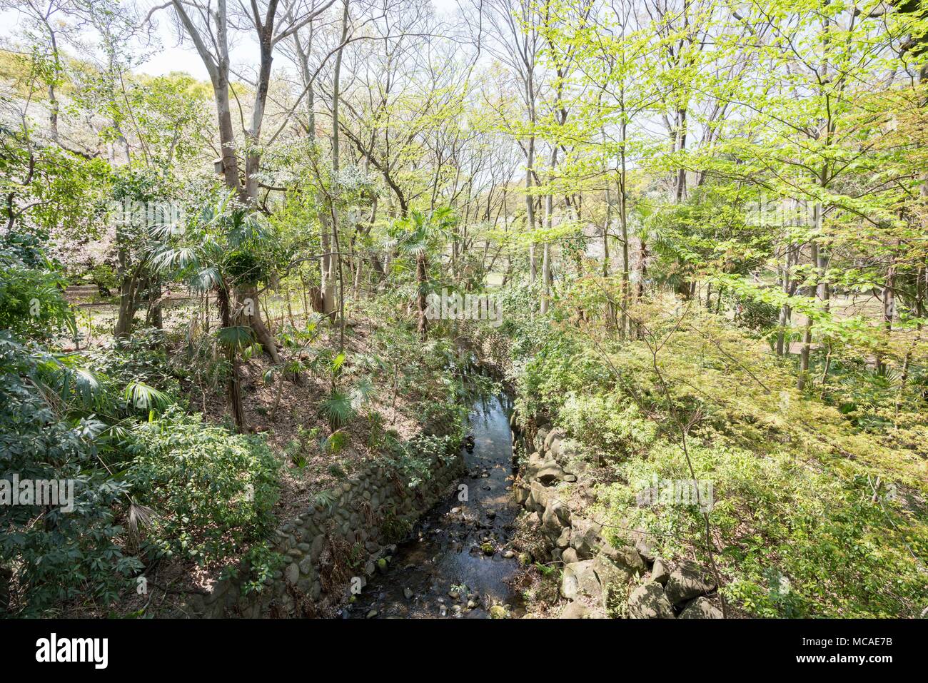 Spring scene, Kinuta Park, Setagaya-Ku, Tokyo, Japan Stock Photo - Alamy