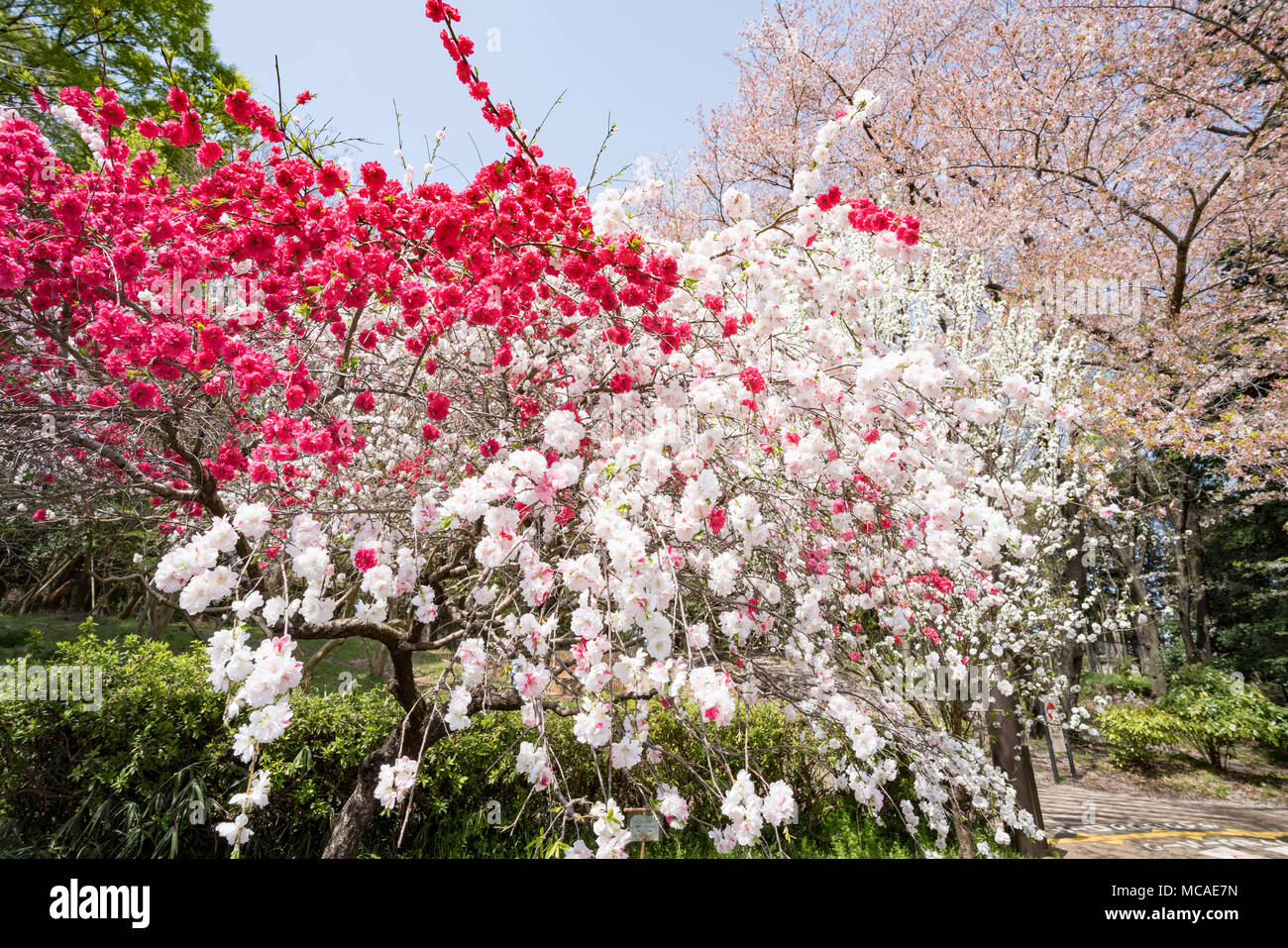 Kinuta park hi-res stock photography and images - Alamy