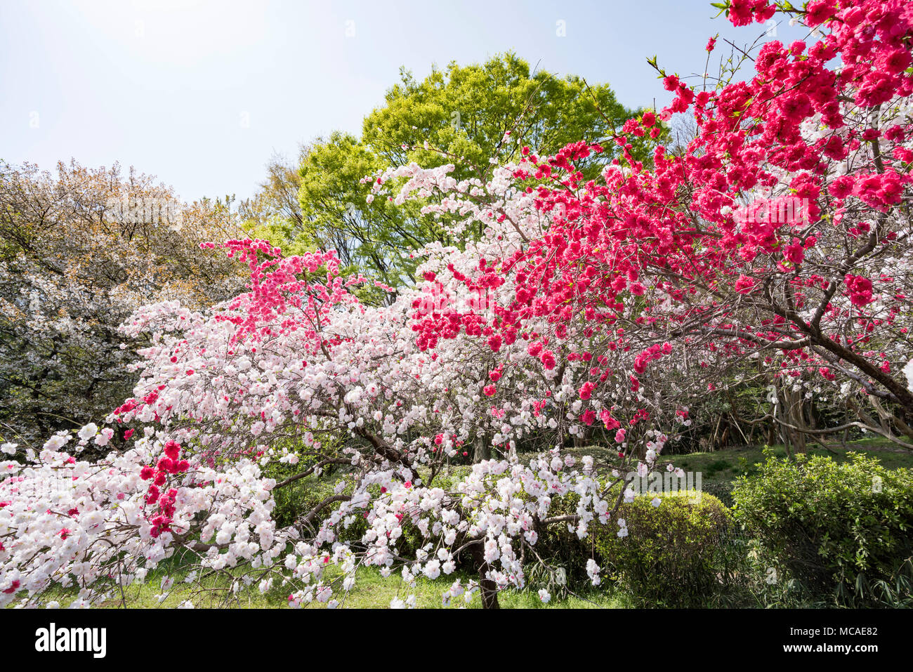 Kinuta park hi-res stock photography and images - Alamy