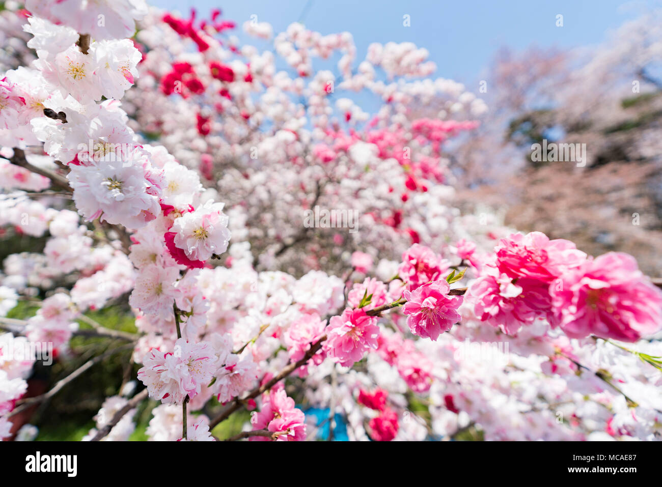 Spring scene, Kinuta Park, Setagaya-Ku, Tokyo, Japan Stock Photo - Alamy
