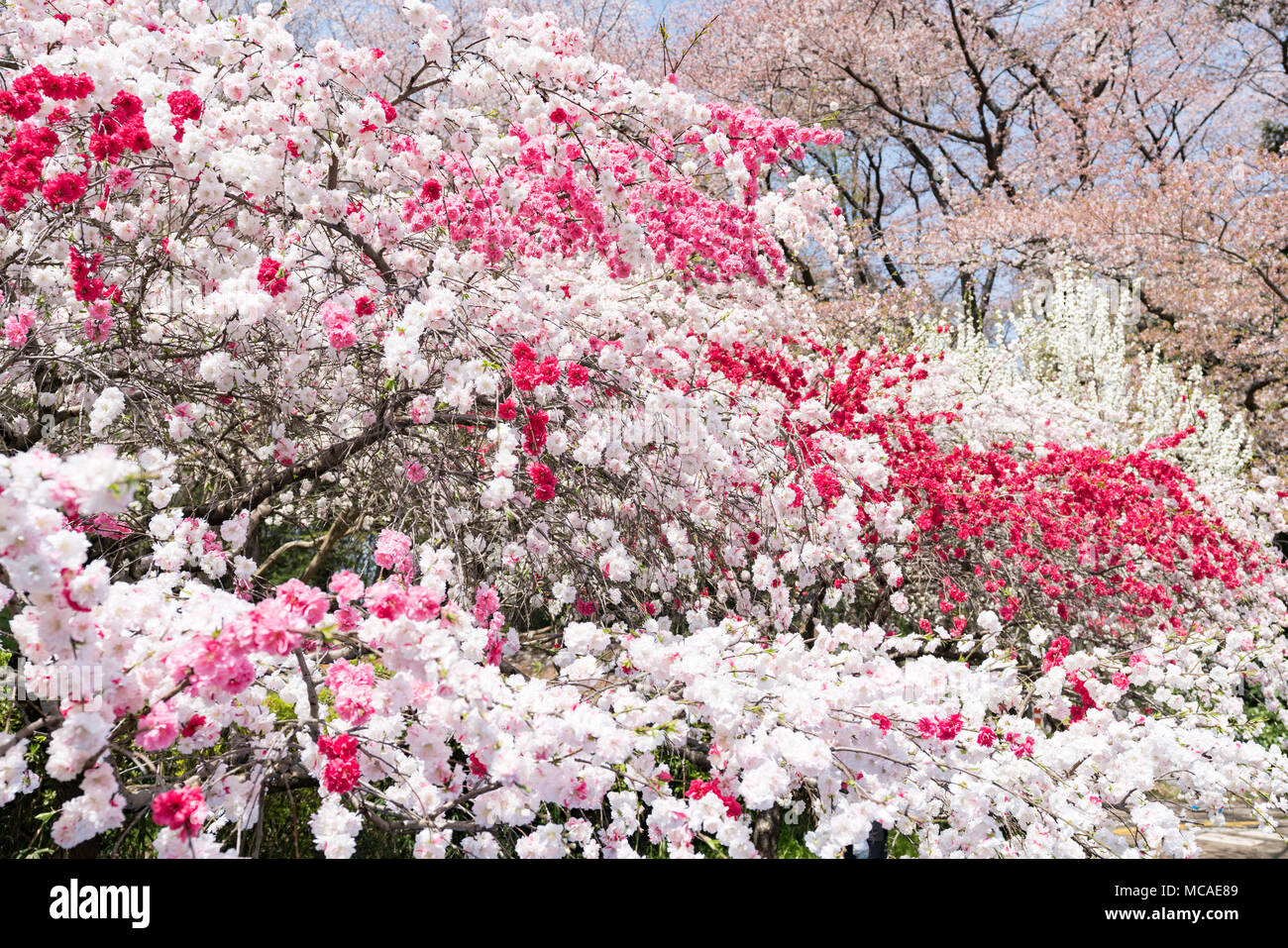 Spring scene, Kinuta Park, Setagaya-Ku, Tokyo, Japan Stock Photo - Alamy