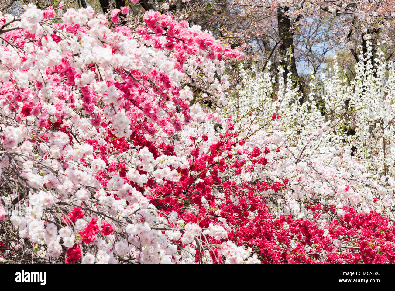 Spring scene, Kinuta Park, Setagaya-Ku, Tokyo, Japan Stock Photo - Alamy