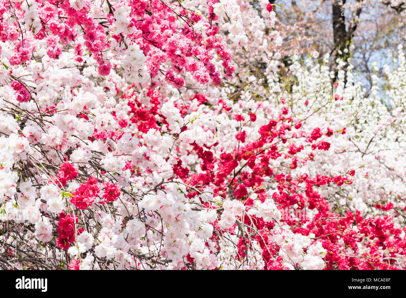 Spring scene, Kinuta Park, Setagaya-Ku, Tokyo, Japan Stock Photo - Alamy