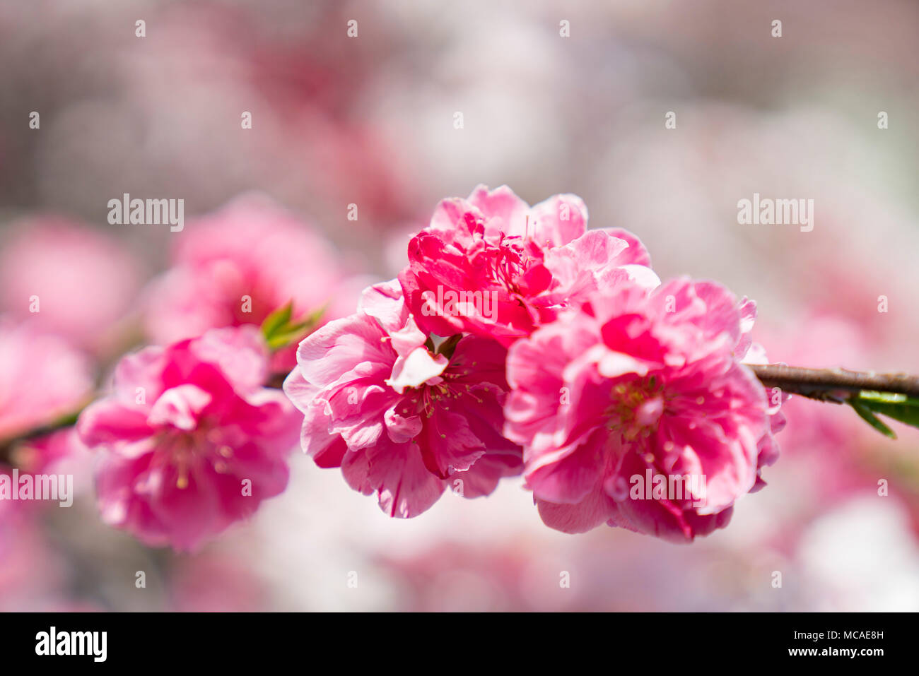 Spring scene, Kinuta Park, Setagaya-Ku, Tokyo, Japan Stock Photo - Alamy